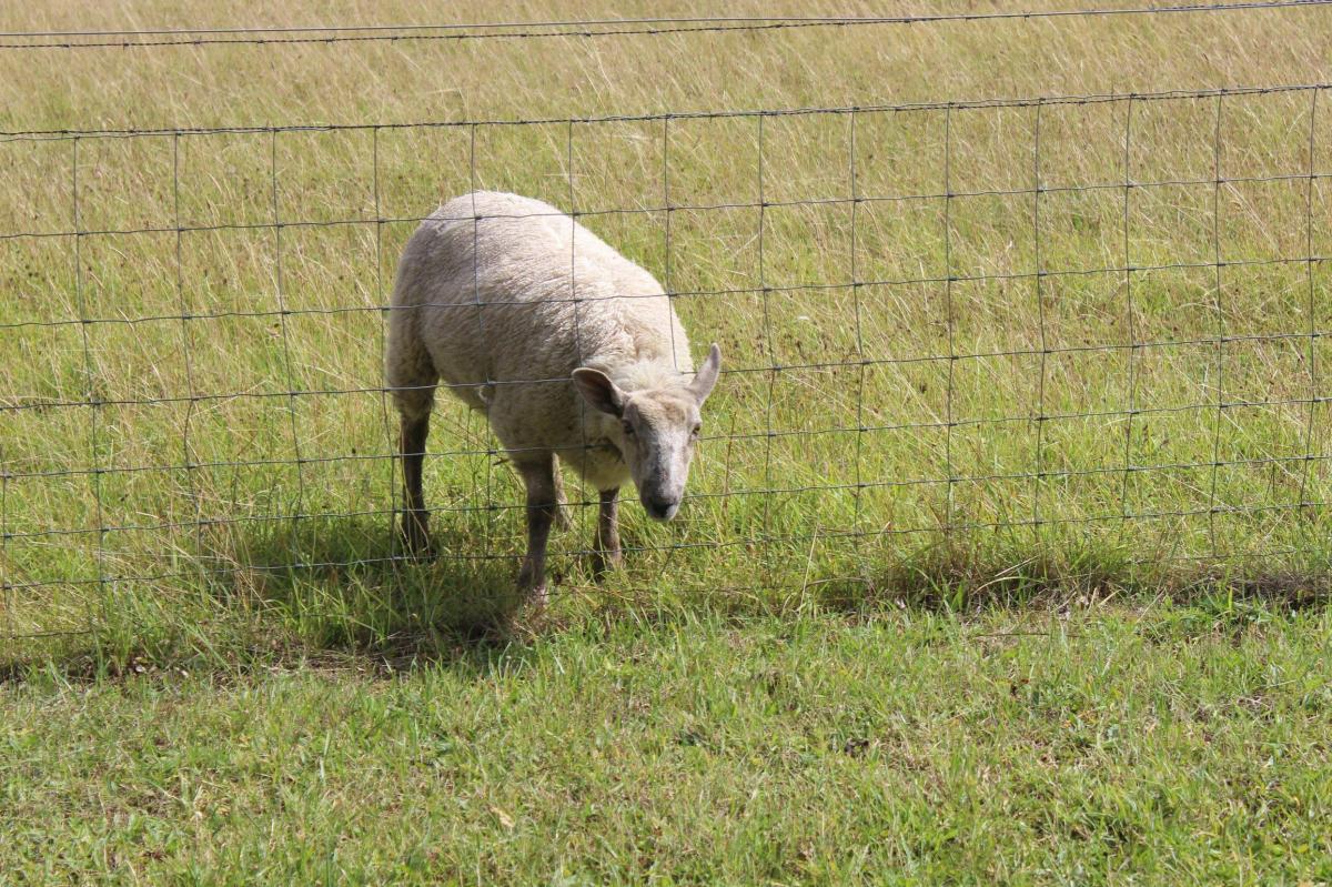 Would You Mind Helping Me? – English-Language Thoughts