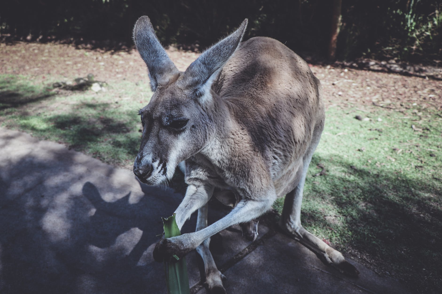 Kangaroo Words – English-Language Thoughts